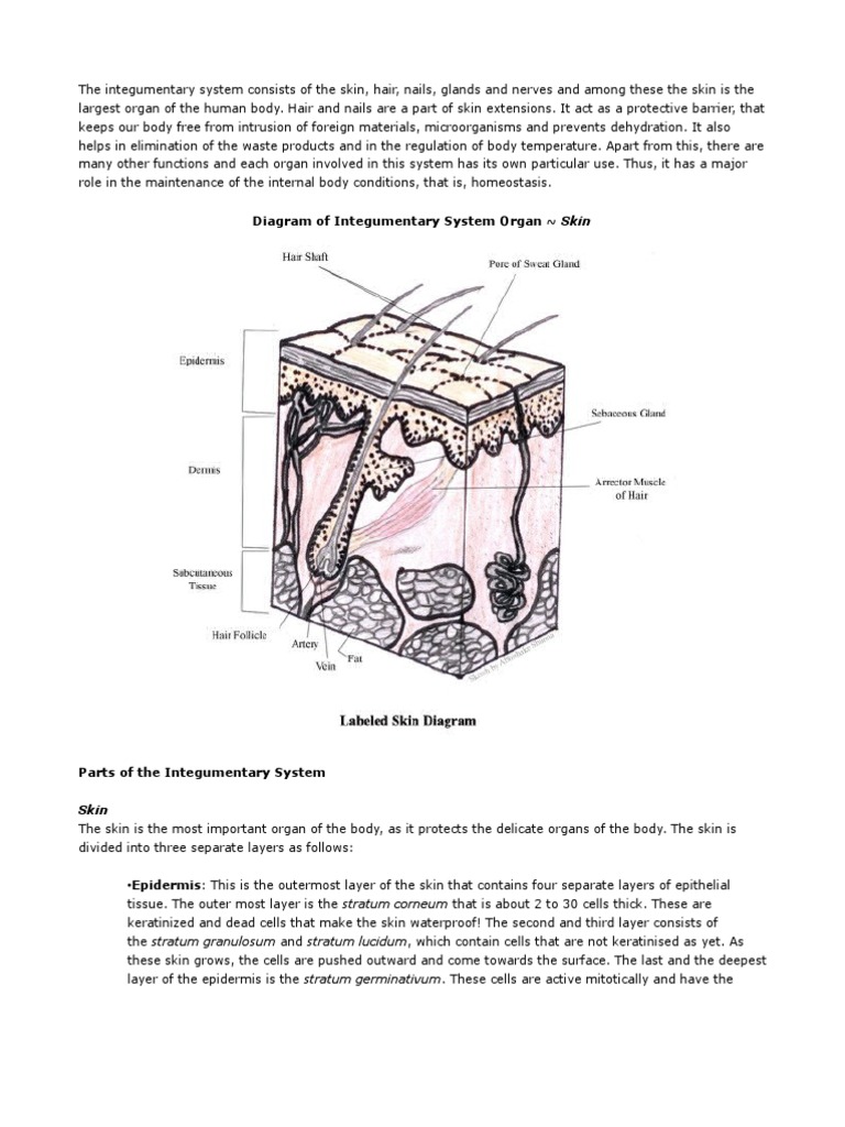 Integumentary System Diagram Labeled The Integumentary System