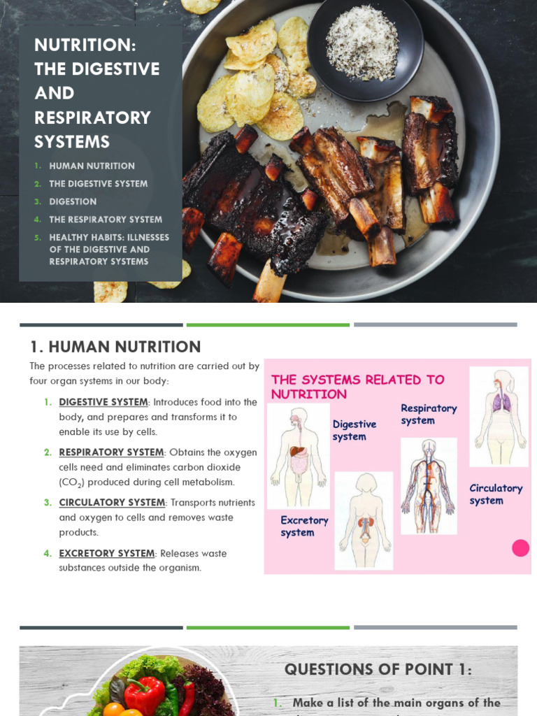 4. NUTRITION. THE DIGESTIVE AND RESPIRATORY SYSTEMS | PDF | Respiratory ...