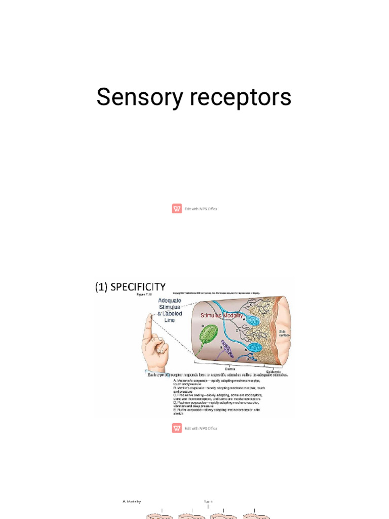Sensory Receptors | PDF