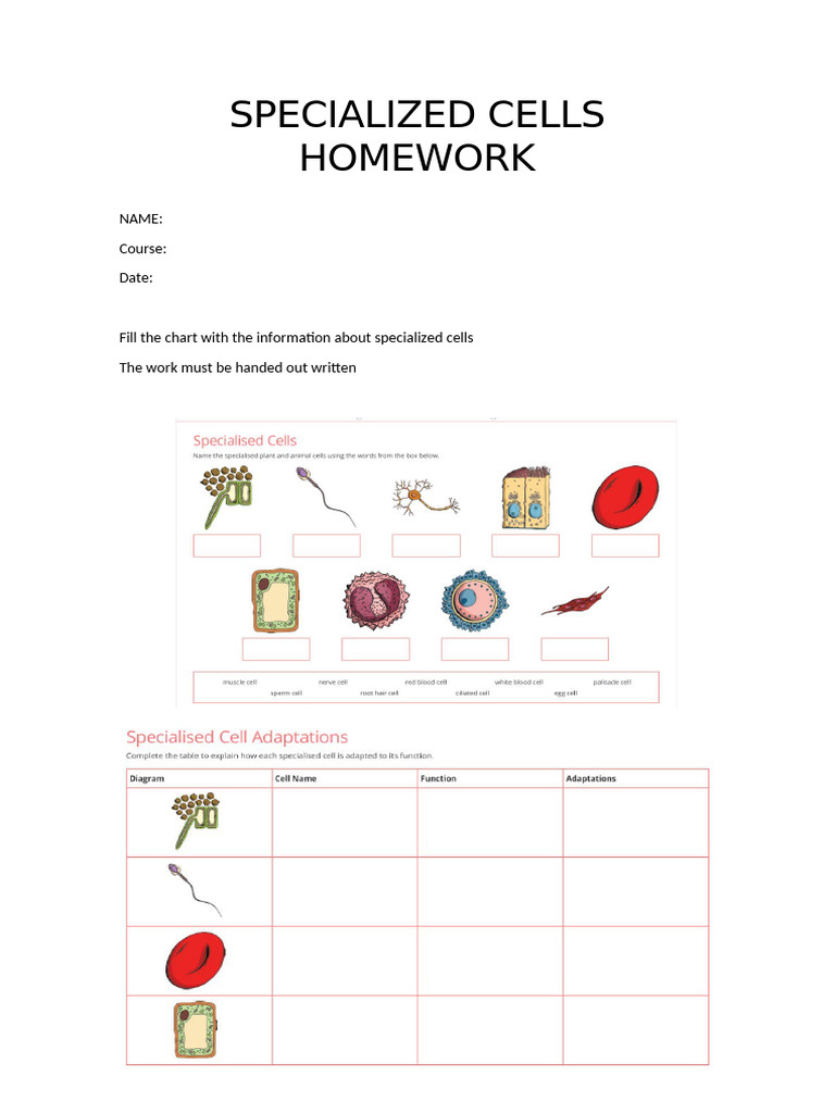 Specialized Cells Homework | PDF