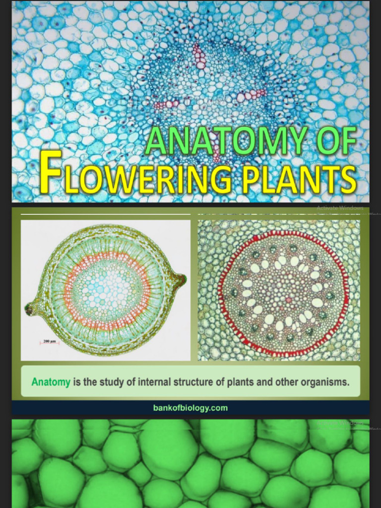 Anatomy of Flowering Plants | PDF