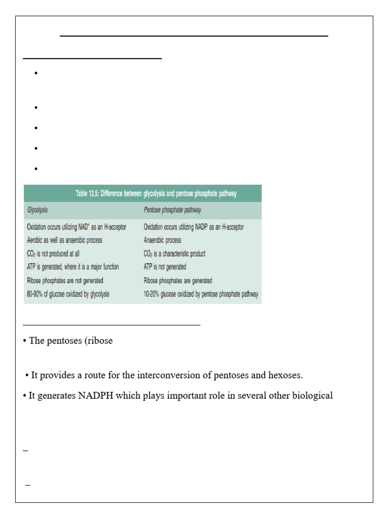 Significance of HMP Shunt and Uronic Acid Pathway | PDF