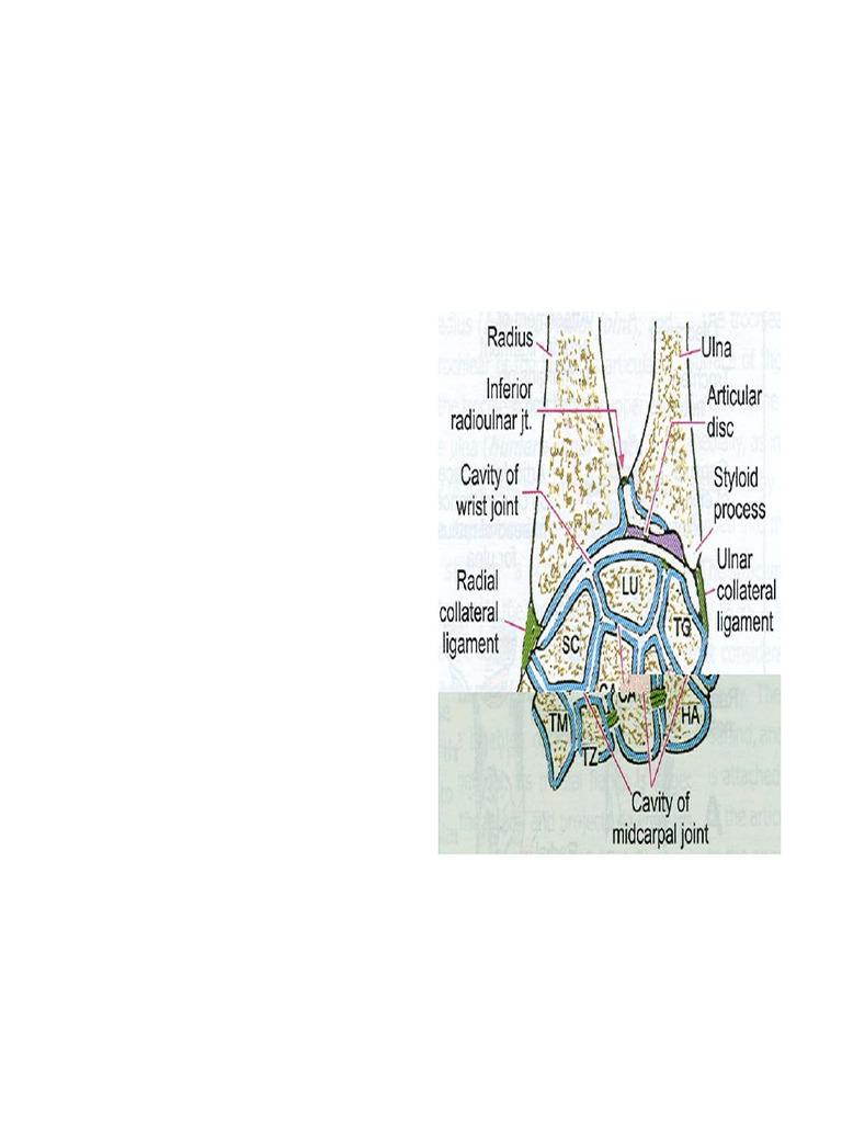 Wrist Joint & Joints of Hand | PDF