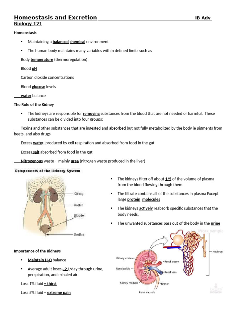 Homeostasis and Excretion Student Notes 2020 | PDF | Kidney