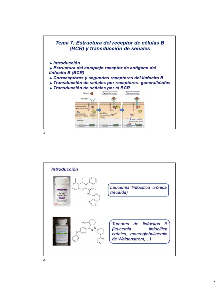 Tema 7 Estructura Del Receptor de Células B (BCR) y Transducción de ...