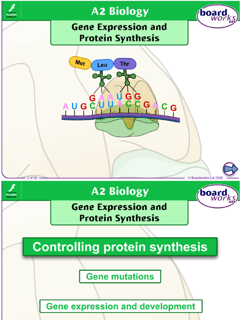 Gene Expression and Protein Synthesis | PDF | Translation (Biology ...