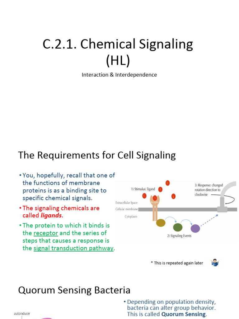 C.2.1. Chemical Signalling (HL) | PDF | Cell Signaling | Receptor ...