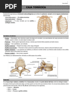 Anatomía de la Región Esternal | PDF | Tórax | Sistema esquelético