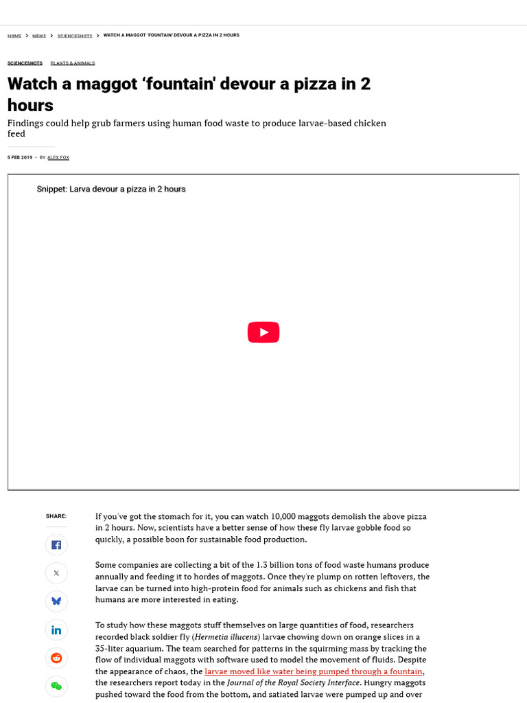 Watch a Maggot ‘Fountain' Devour a Pizza in 2 Hours _ Science _ AAAS | PDF