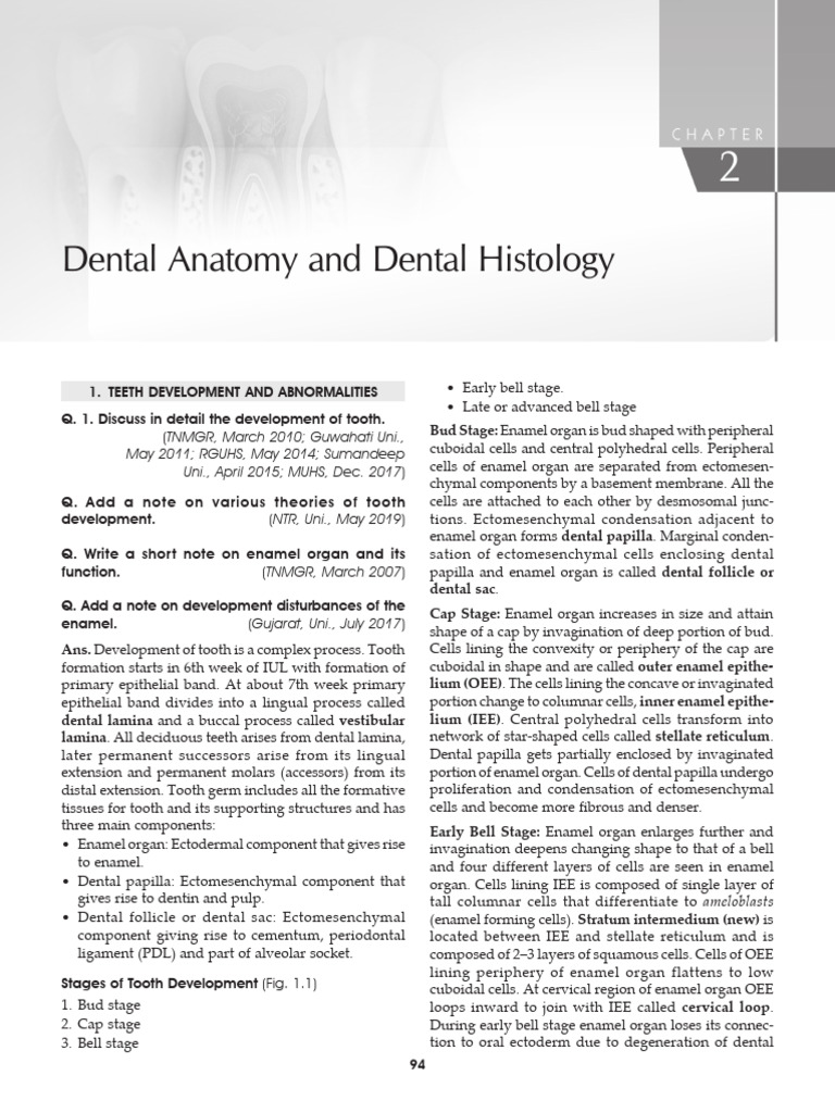 Oral Histology | PDF | Human Tooth | Dental Anatomy