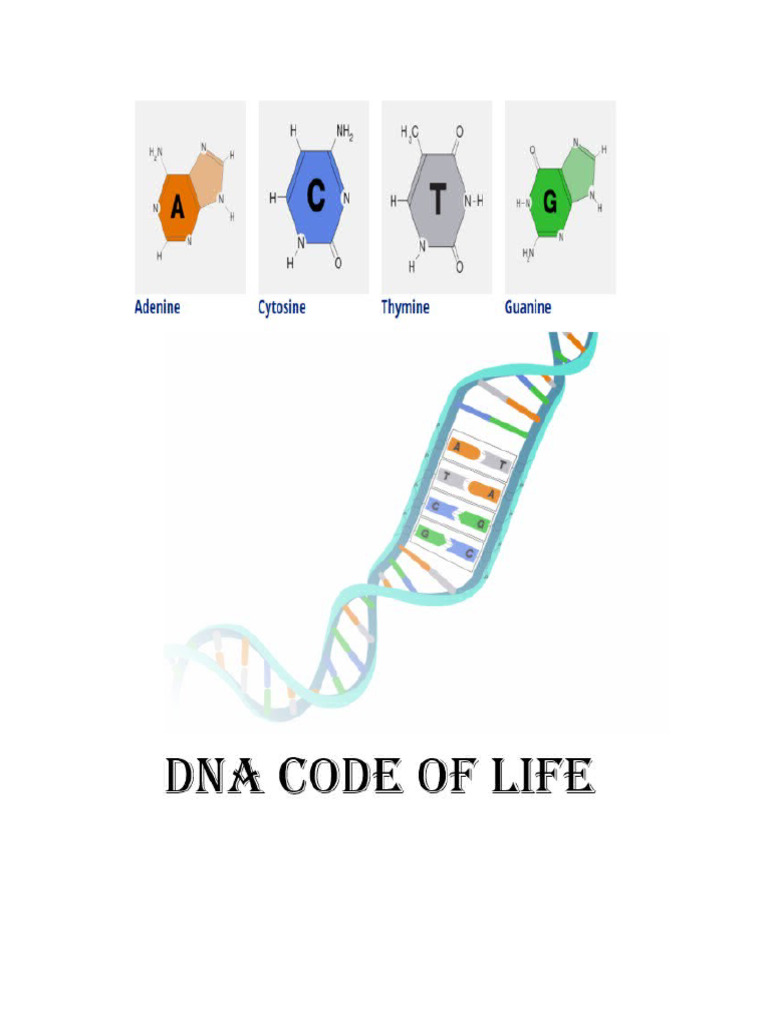 DNA Questions | PDF