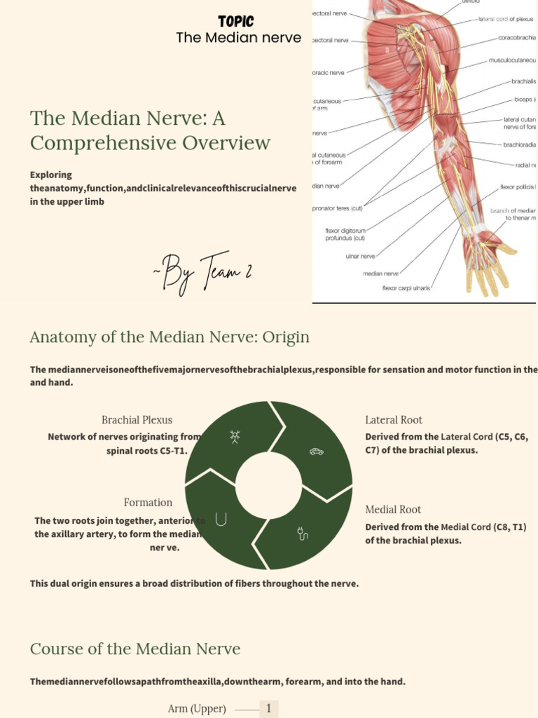 The Median Nerve a Comprehensive Overview.pdf 20251105 210908 0000 ...