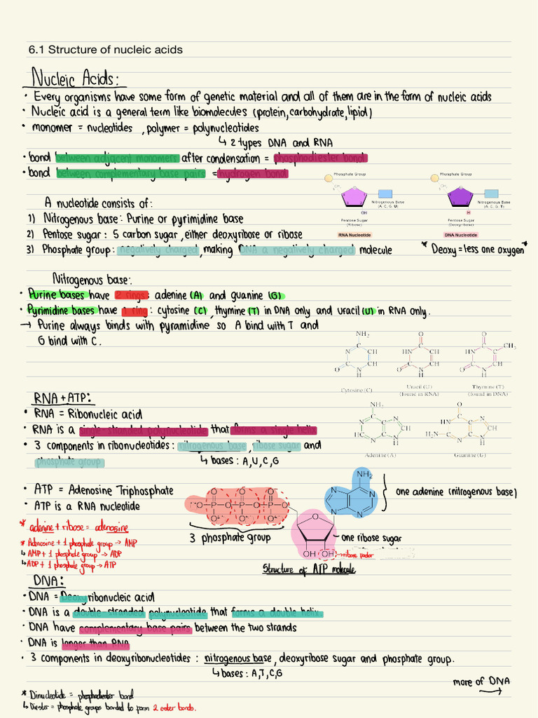 Nucleic Acids & Protein Synthesis - 250726 - 131029 | PDF | Translation ...