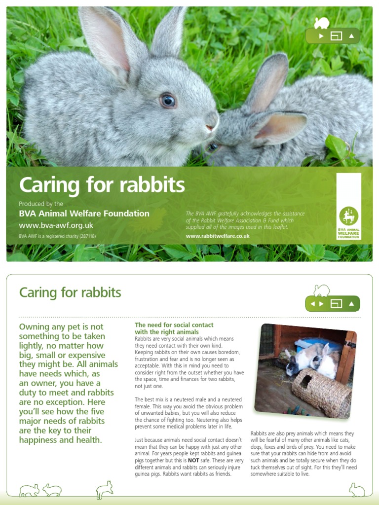 Rabbit Care Leaflet | PDF | Rabbit | Hay