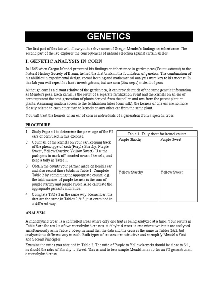 Genetics Lab | PDF | Genotype | Allele