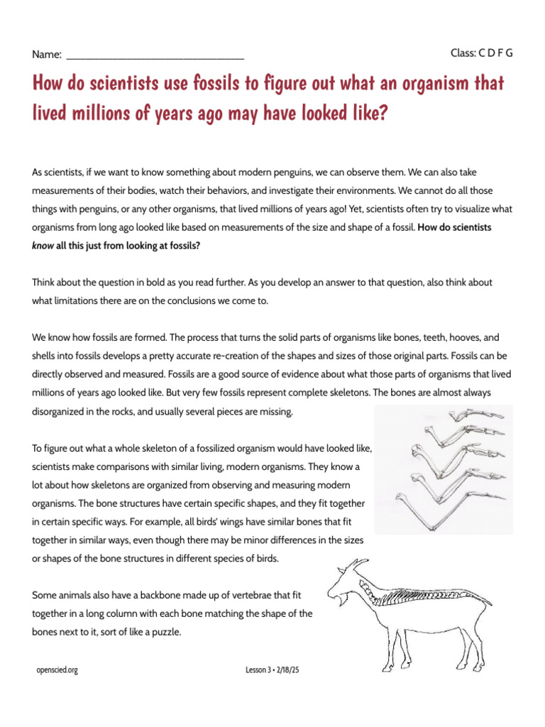 8.6 Lesson 3 Handout Reading How Do | PDF | Fossil | Skeleton