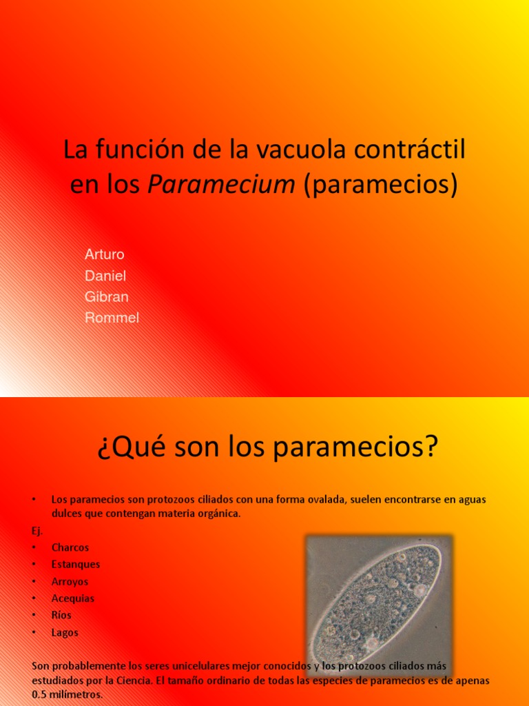 Función de la vacuola contráctil en paramecios | PDF | Zoología ...
