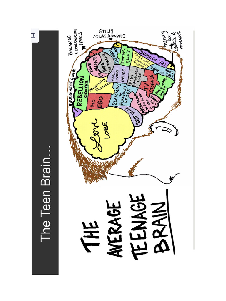 The Teen Brain | PDF