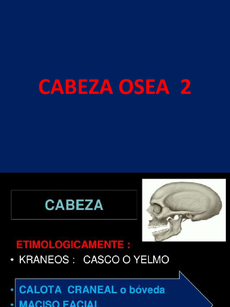 3- CABEZA OSEA 2. BASE DE CRANEO-convertido | PDF