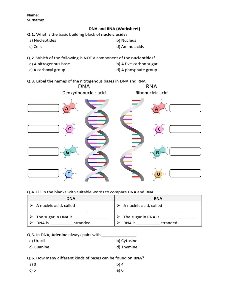 DNAandRNAWorksheetEaselPDFLifeScienceNucleotidesNucleicacid-2 | PDF ...