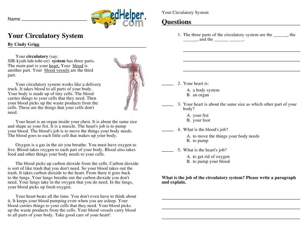 Understanding Your Circulatory System | PDF