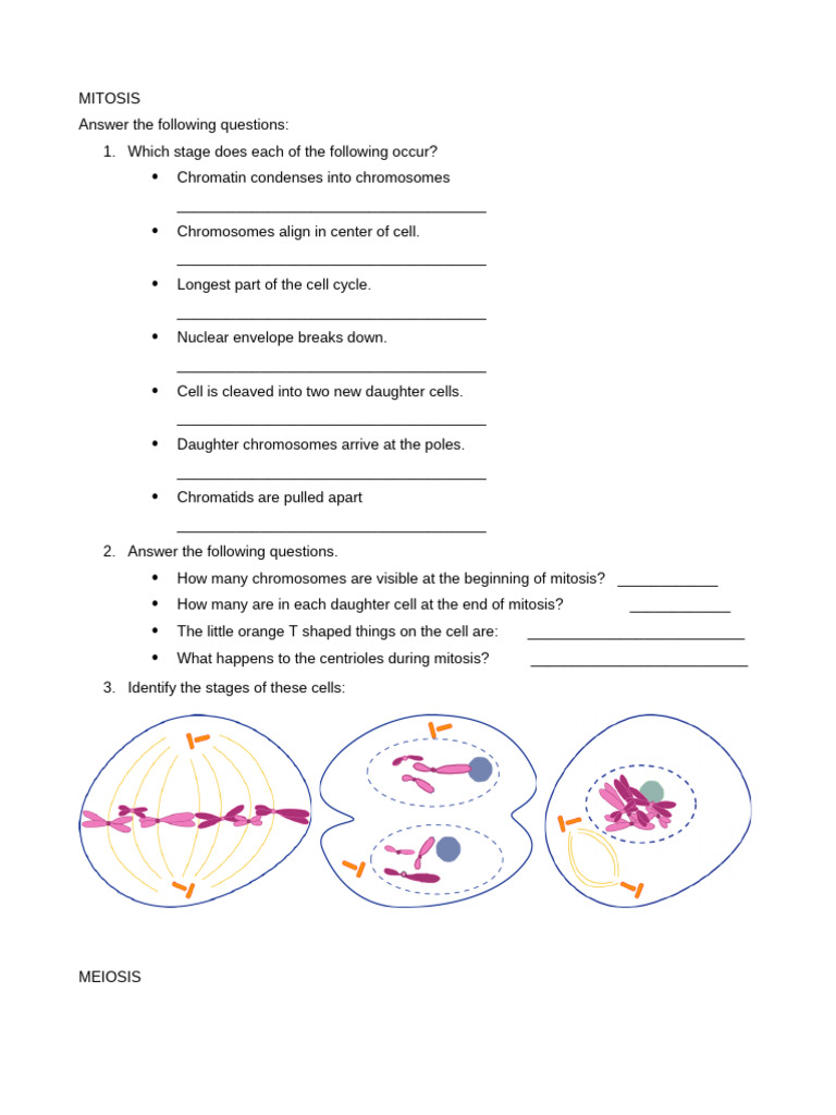 Mitosis Meiosis Worksheet | PDF