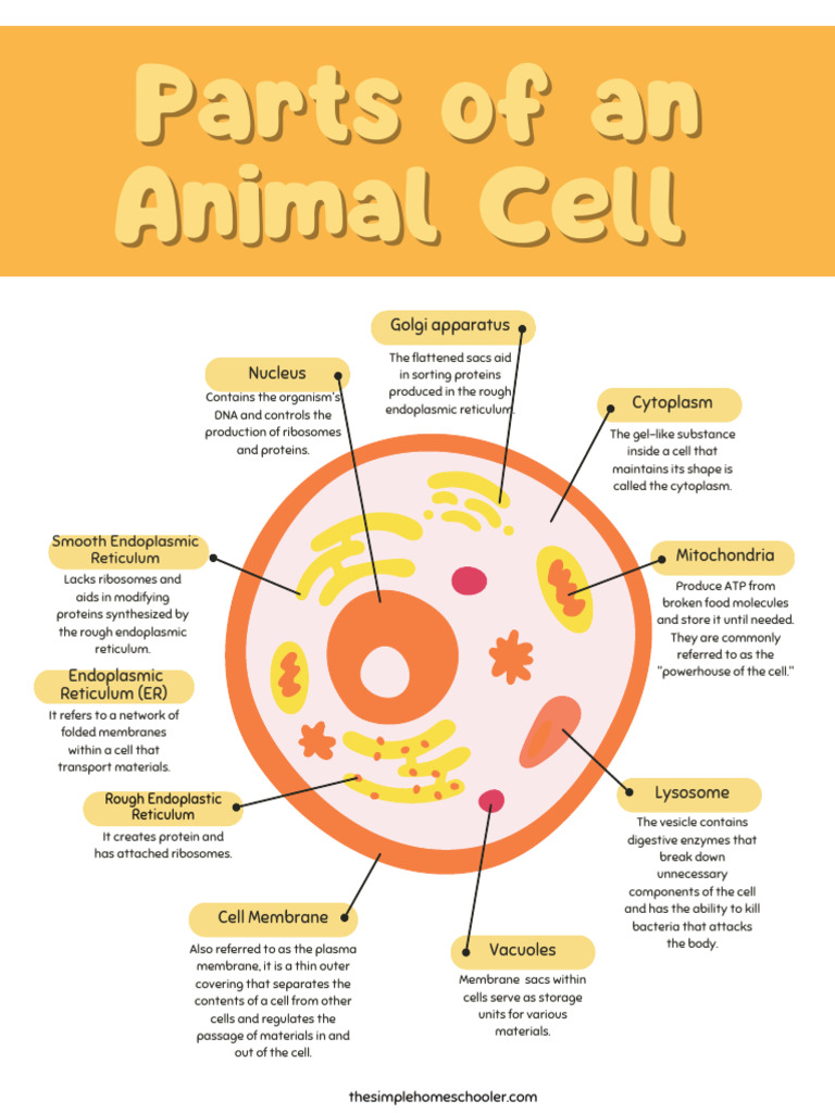 Animal Cell Worksheet PDF Packet | PDF | Cell (Biology) | Endoplasmic ...