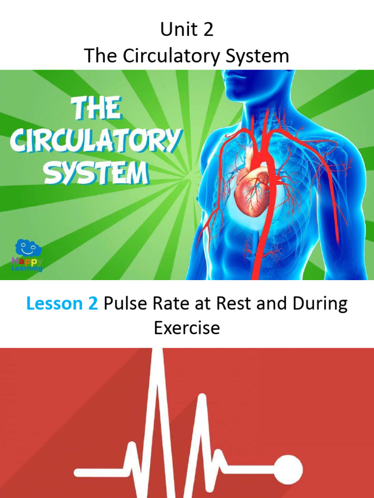 2 The Circulatory System (Lesson 2) | PDF | Heart Rate | Pulse