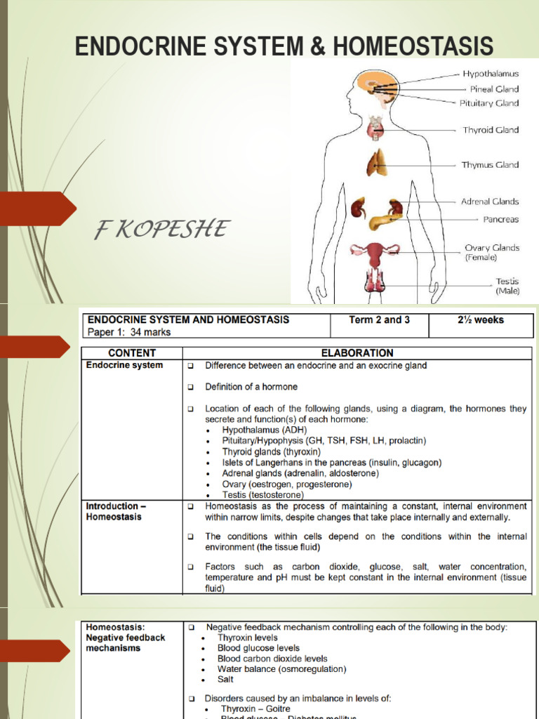 Endocrine System & Homeostasis F Kopeshe | PDF | Endocrine System ...