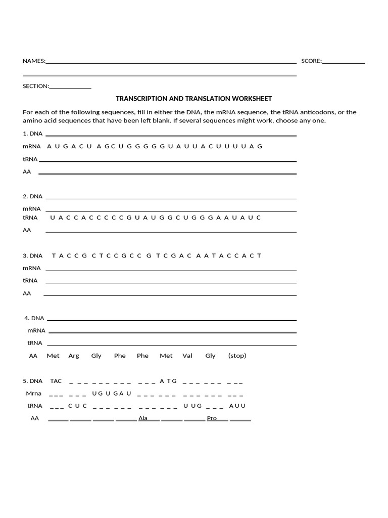 Protein Synthesis Worksheet | PDF | Translation (Biology) | Rna