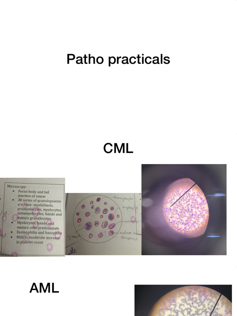 Patho Practicals | PDF