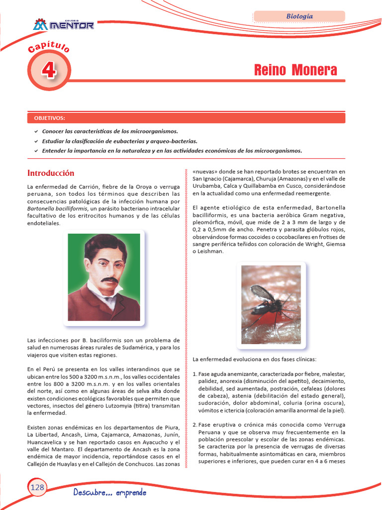 S3 Reino monera | PDF | Las bacterias | Archaea