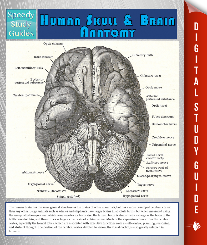 Human Skull And Brain Anatomy (Speedy Study Guide) by Speedy Publishing ...