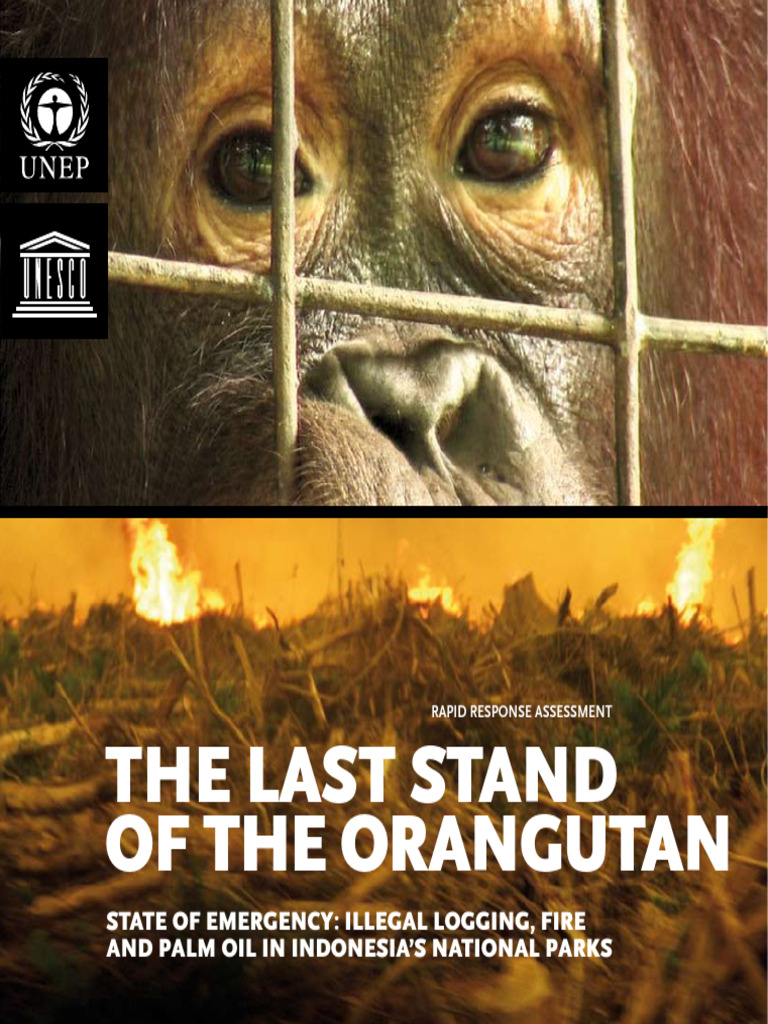 The Last Stand of the Orangutan : State of the Emergency : Illegal ...