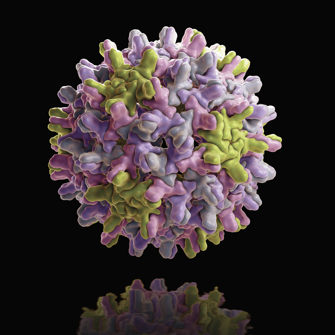 A Neglected Family Of Killer Viruses - NPR | Everand