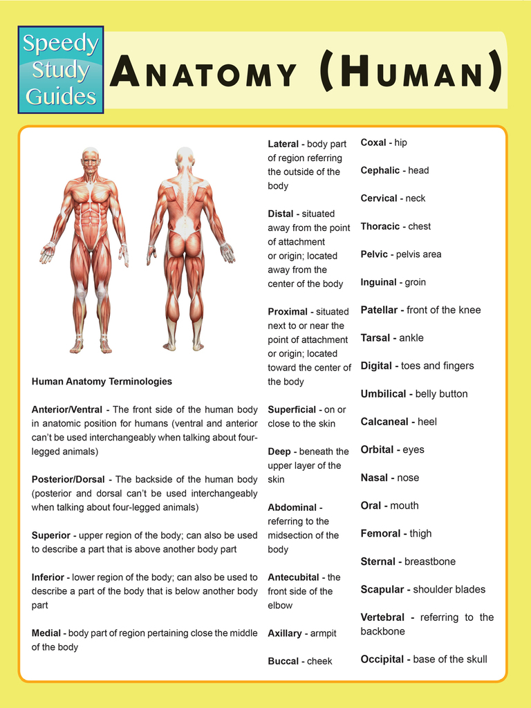 Anatomy Human Speedy Study Guides By Speedy Publishing Book 