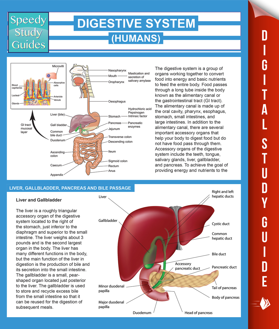 Read Digestive System (Humans) (Speedy Study Guides) Online by Speedy ...