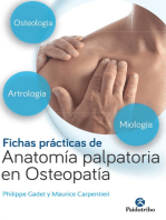 Apófisis Coracoides | PDF | Hombro | Extremidades (anatomía)