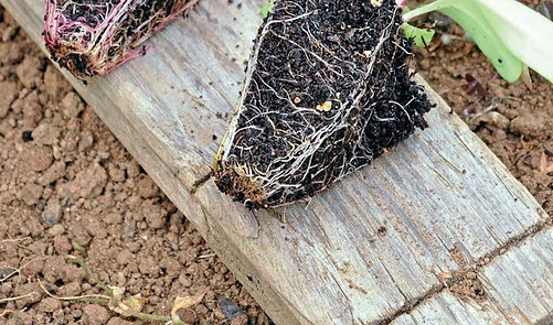 Plugging The Gap - Kitchen Garden | Everand