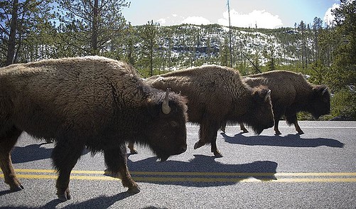 Lost In Yellowstone: Bison, Elk, And Crowds, Oh My. - The Christian ...