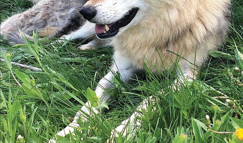 15 Steps To Drawing Animals - ImagineFX | Everand