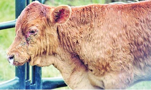 The Basics Of Lumpy Skin Disease - Farmer's Weekly | Everand