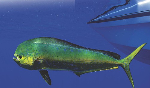 Offshore Menu - Fishing World | Everand