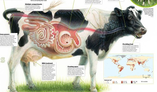 How Are Cows Impacting The Environment? - How It Works | Everand