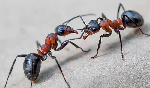 Nuclear Bunker Ants Turn To Cannibalism - How It Works | Everand