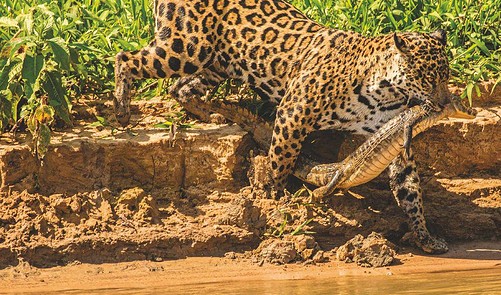 EL Tigre The Great Spotted Cat Of Brazil’s Mato Grosso - The Field ...