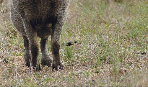 Mr Warthog - Man Magnum | Everand