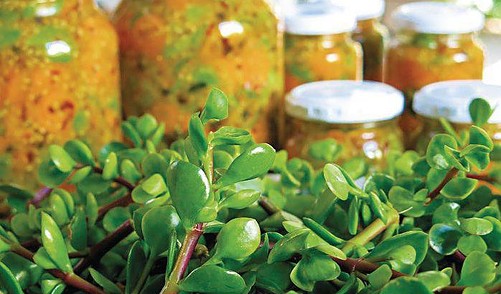 Make Your Own Spekboom And Carrot Atchar - go: Platteland | Everand