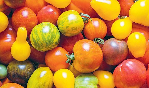 Choosing The Best Tomato For You - Pip Magazine | Everand