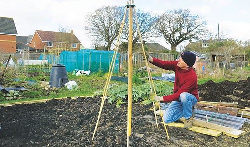 Building Runner Bean Supports - Amateur Gardening | Everand